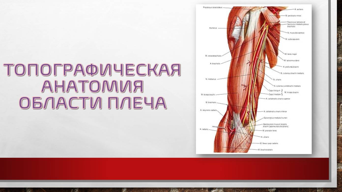ТОПОГРАФИЧЕСКАЯ АНАТОМИЯ ОБЛАСТИ ПЛЕЧА