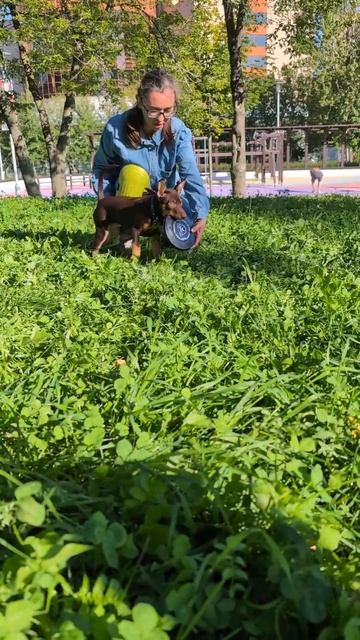 Австралийский Келпи Кадри - щенок знакомится с диском