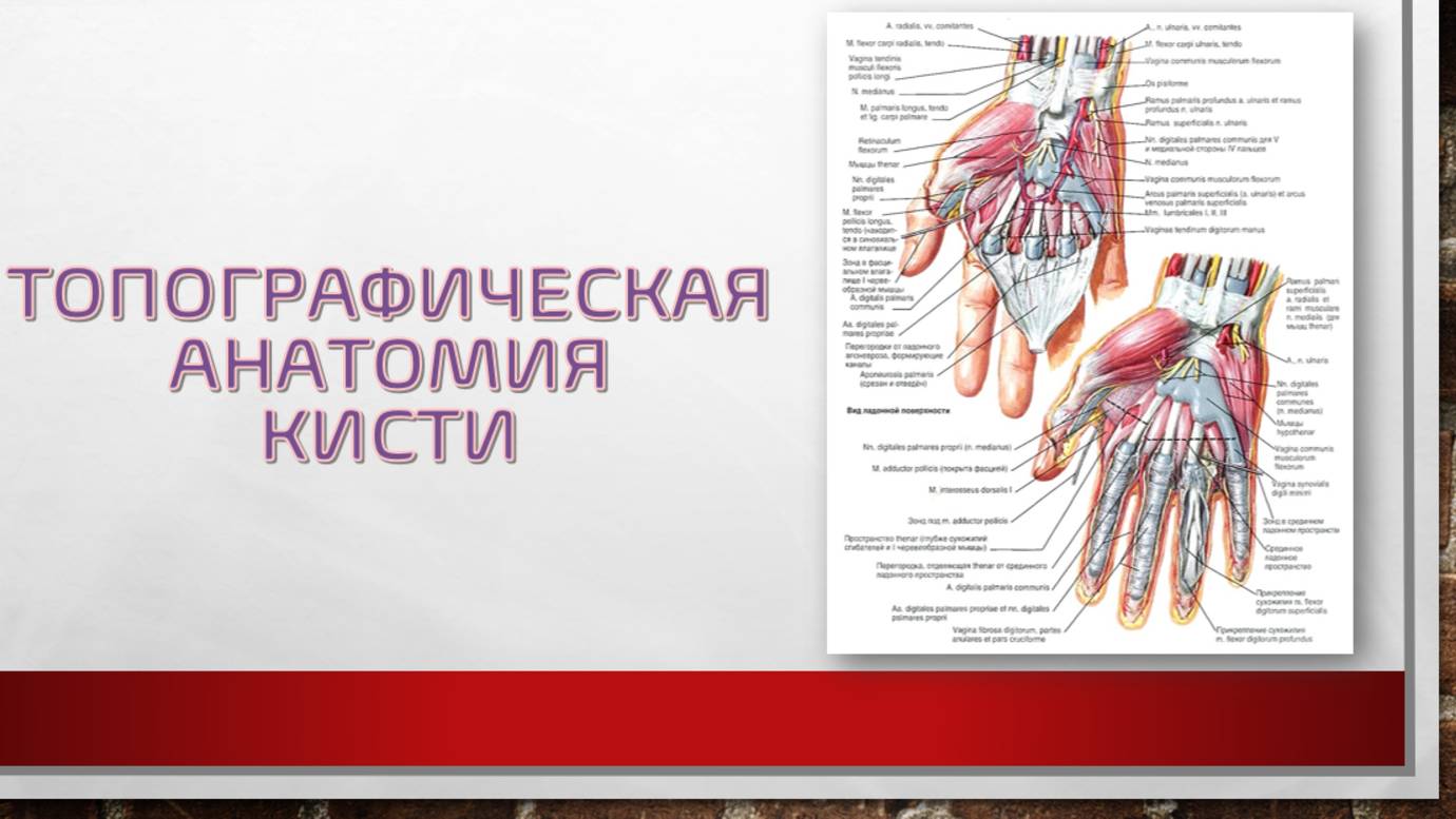 ТОПОГРАФИЧЕСКАЯ АНАТОМИЯ ОБЛАСТИ КИСТИ