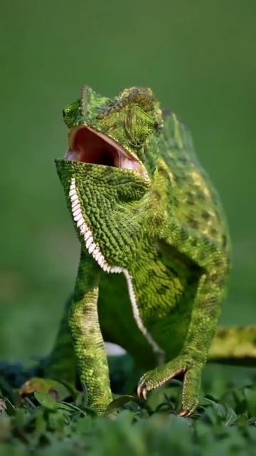 Вполне себе дракон