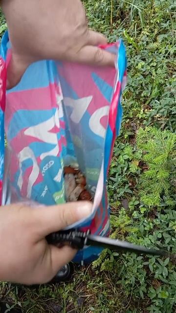 грибы пошли