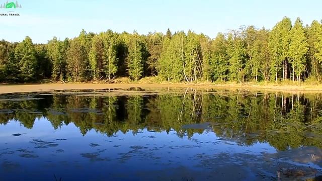 Звуки природы. Болото