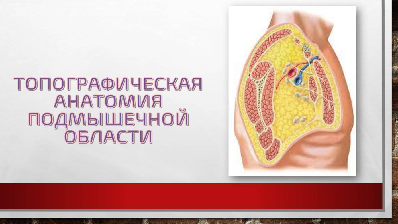ТОПОГРАФИЧЕСКАЯ АНАТОМИЯ ПОДМЫШЕЧНОЙ ОБЛАСТИ