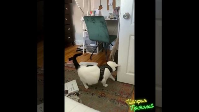 Кошки 18 - Сборник прикольных кошек и котов!