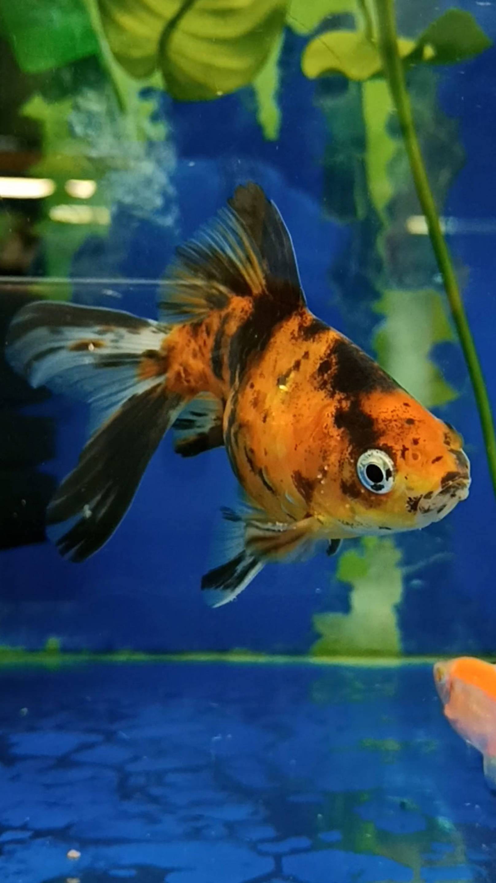 Риукин ситцевый