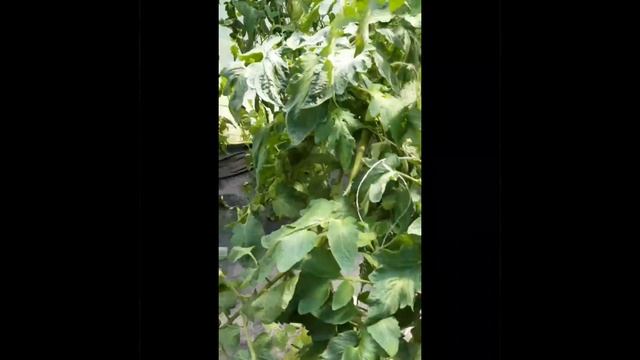 ШЕКЕЛФОРД ГИГАНТСКИЙ РОЗОВЫЙ - СУПЕРСКИЙ СОРТ КРУПНОПЛОДНЫХ ТОМАТОВ С ВЕЛИКОЛЕПНЫМ ВКУСОМ