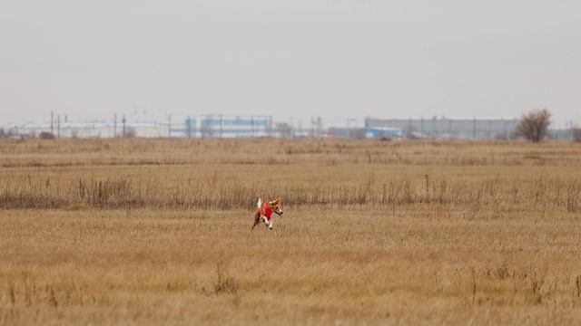 Кинологическая дисциплина: КУРСИНГ
