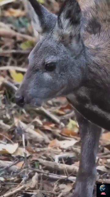 Сибирская саблезубая кабарга может похвастаться отличным зрением и слухом