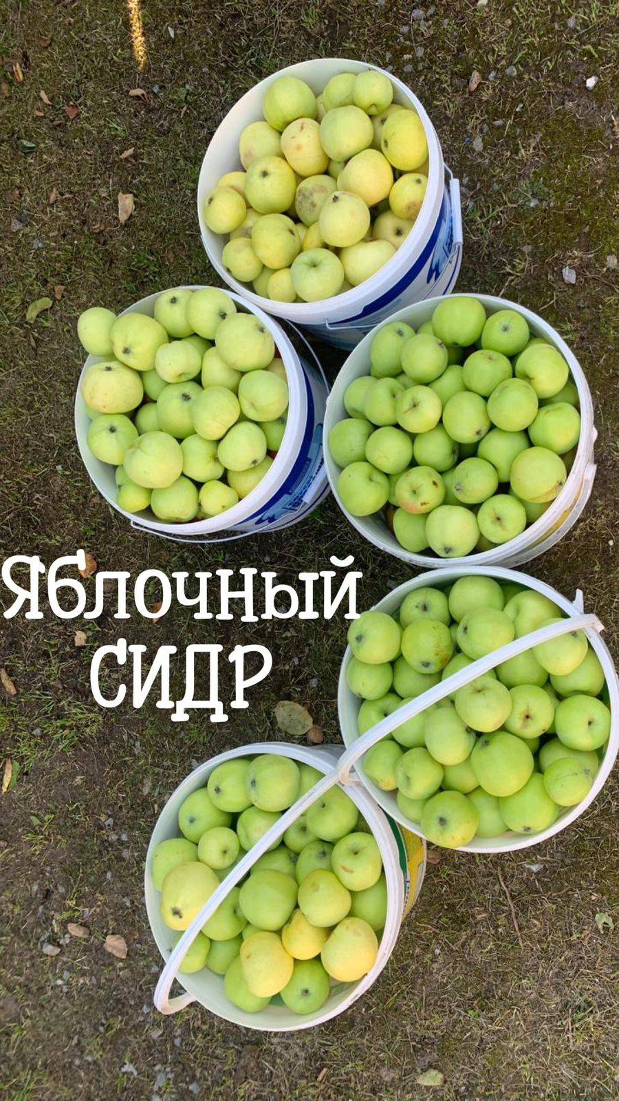 Как сделать СИДР из яблок в домашних условиях. Рецепт. #сидр #рецепт #домашнеевино