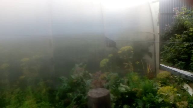 Вышел покормить своего пса Бима