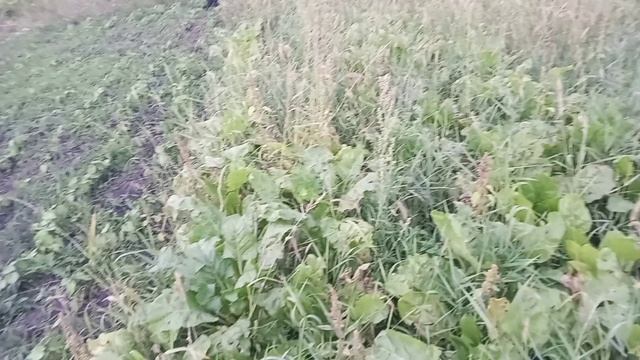 Август - урожай в закрома!!!