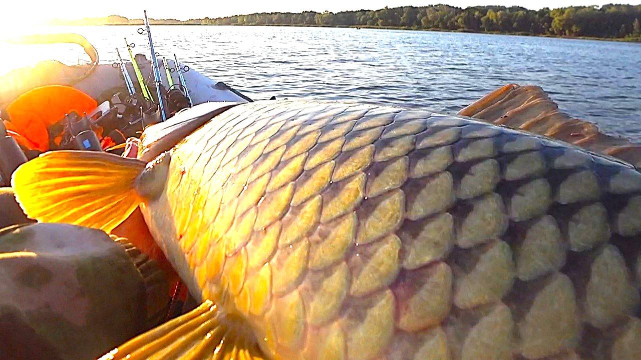 ВОТ ЭТО ЛОШАДЬ!! ОГРОМНЫЙ САЗАН!! РЫБАЛКА ЛЕТОМ НА РЕКЕ