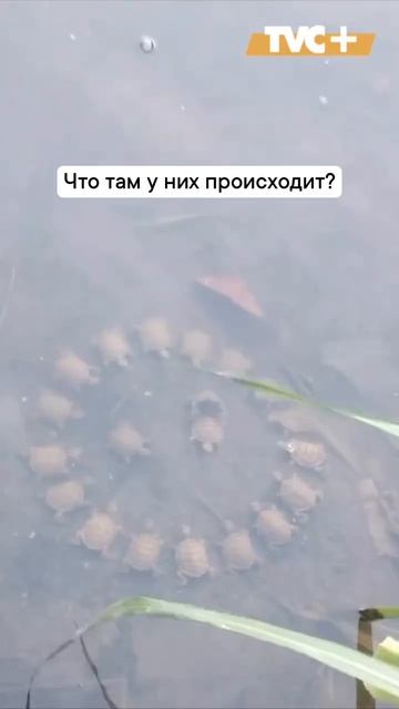 Что там у них происходит ? 🐢🐢🐢