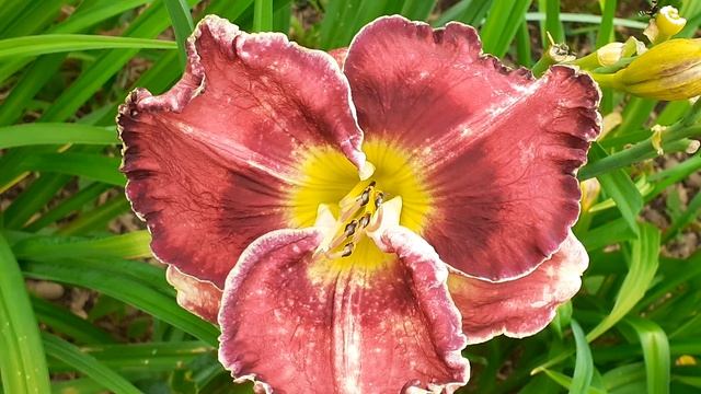 лилейник JUST AS I AM