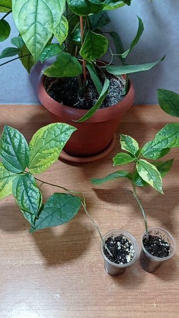 Клеродендрон Томсона вариегатный.