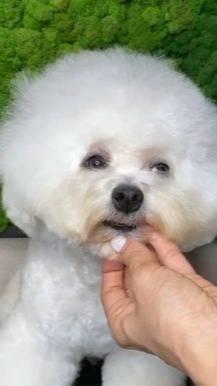 Межвыставочный груминг для поддержания шерстного покрова /Ирина Смирнова