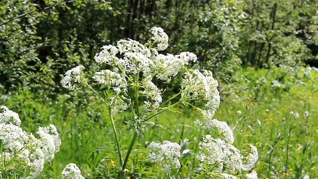 Природа Урала