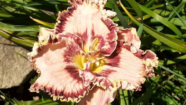 лилейник RUFFLES HAVE RIPPLES