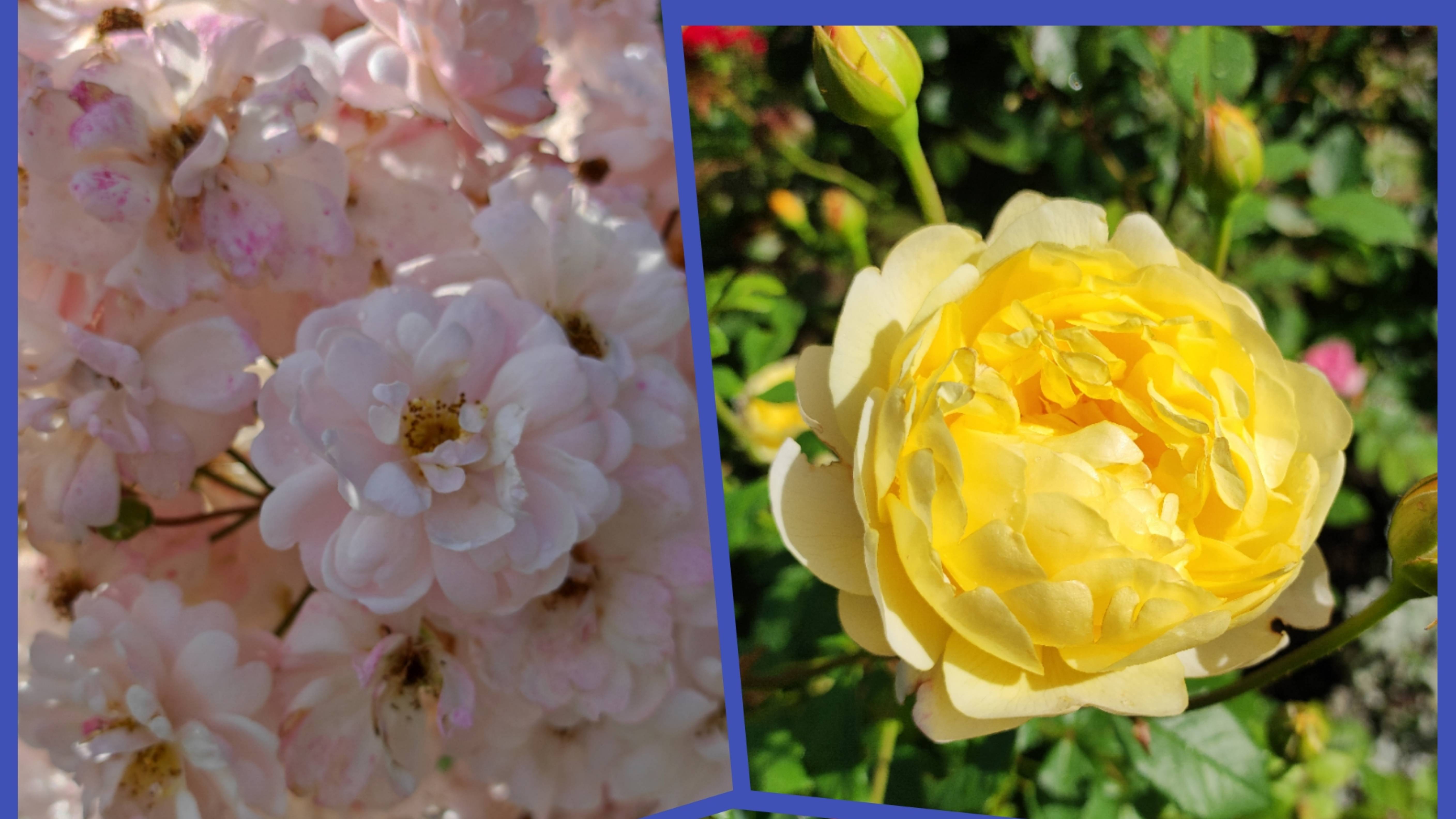 Ботанический сад Петра Великого, Санкт-Петербург. Розарий в конце августа 2025 года