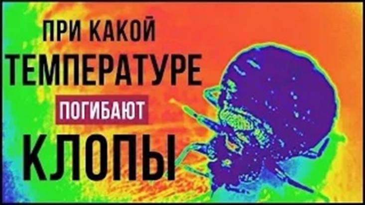 При какой температуре погибают постельные клопы?