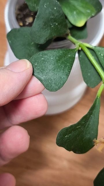 Хойя Манипуренсис.