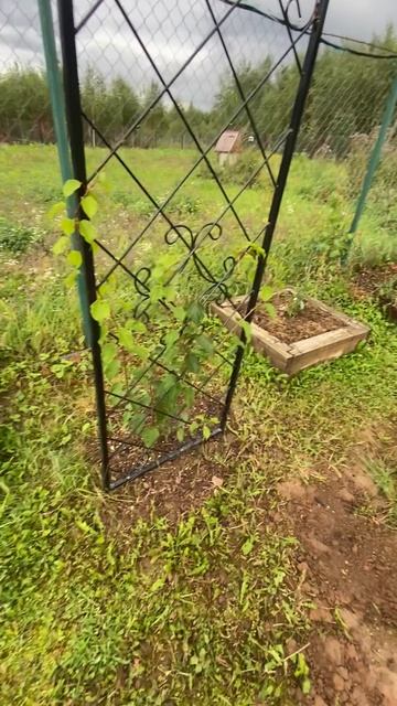 Аллея актинидий