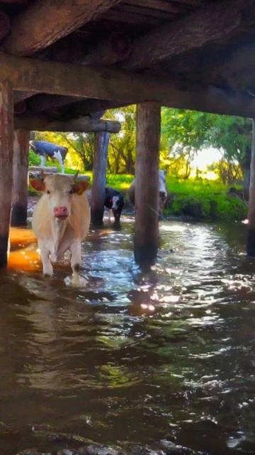 Встреча с молодой🐄коровой  #сибирь #лето #коровы