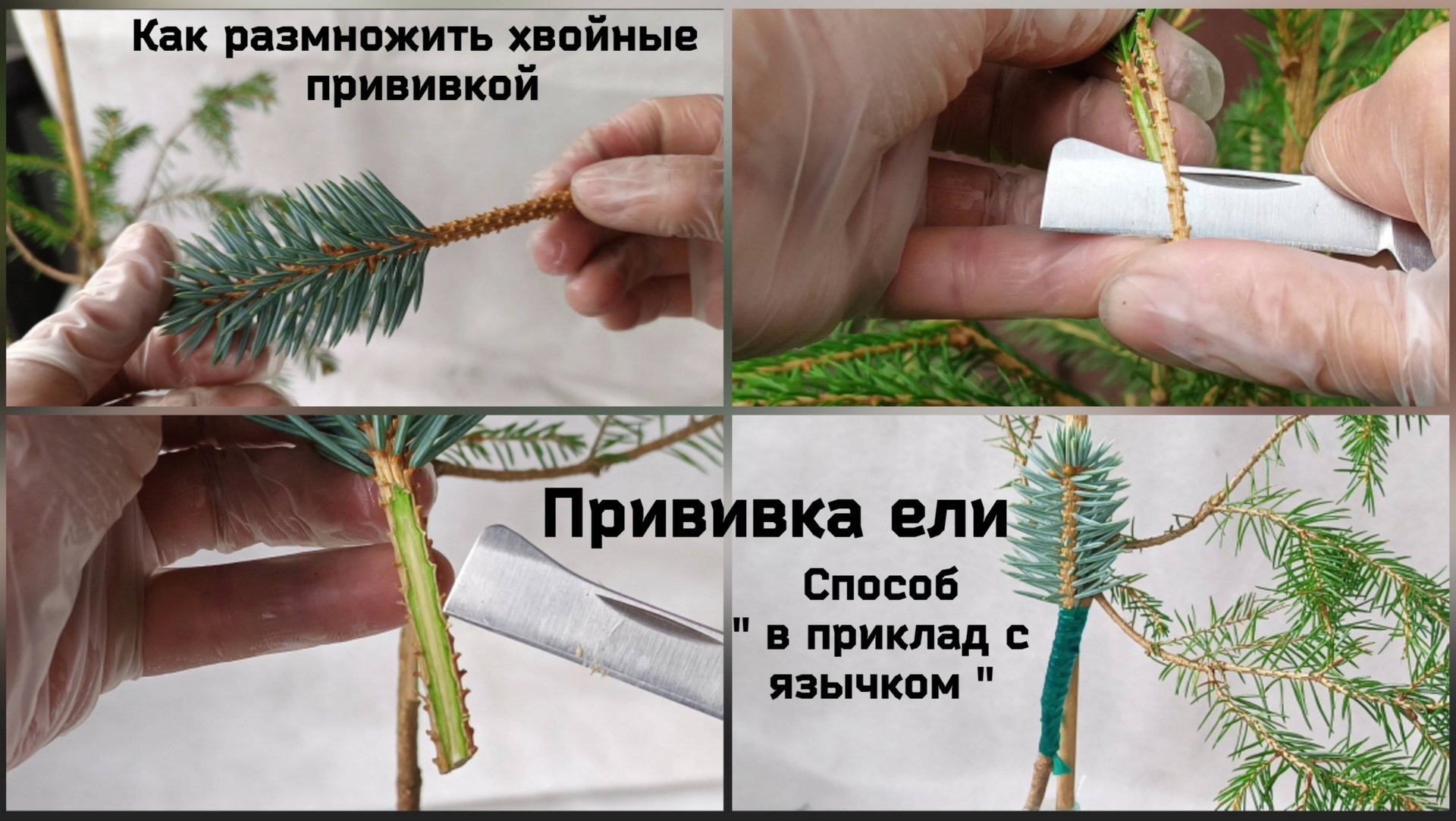 Как размножить хвойные прививкой. Прививка ели.