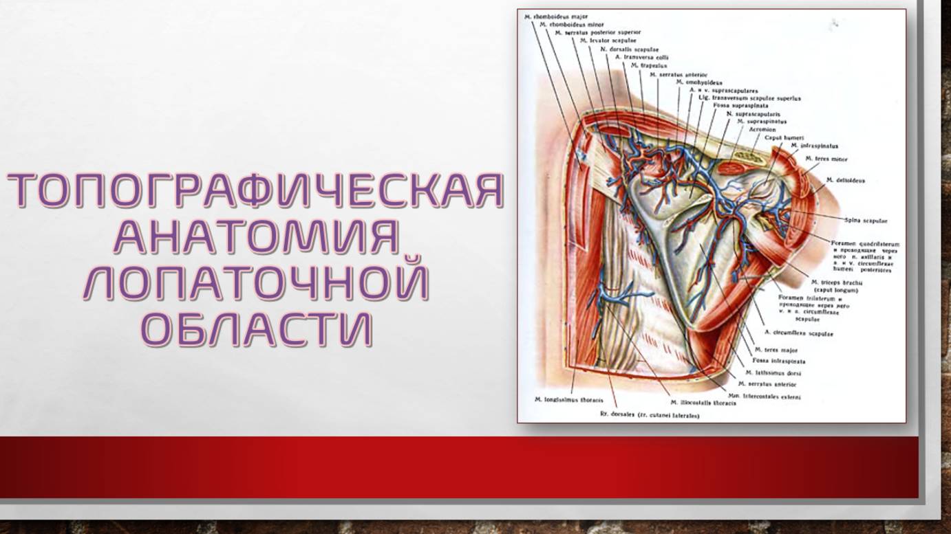 ТОПОГРАФИЧЕСКАЯ АНАТОМИЯ ЛОПАТОЧНОЙ ОБЛАСТИ