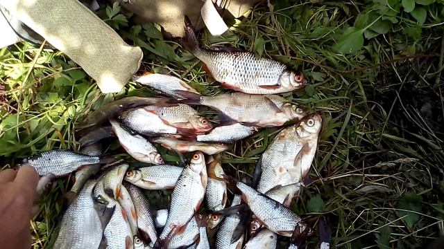 22 АВГУСТА 2025 ПЛОТВА И ГУСТЕРА