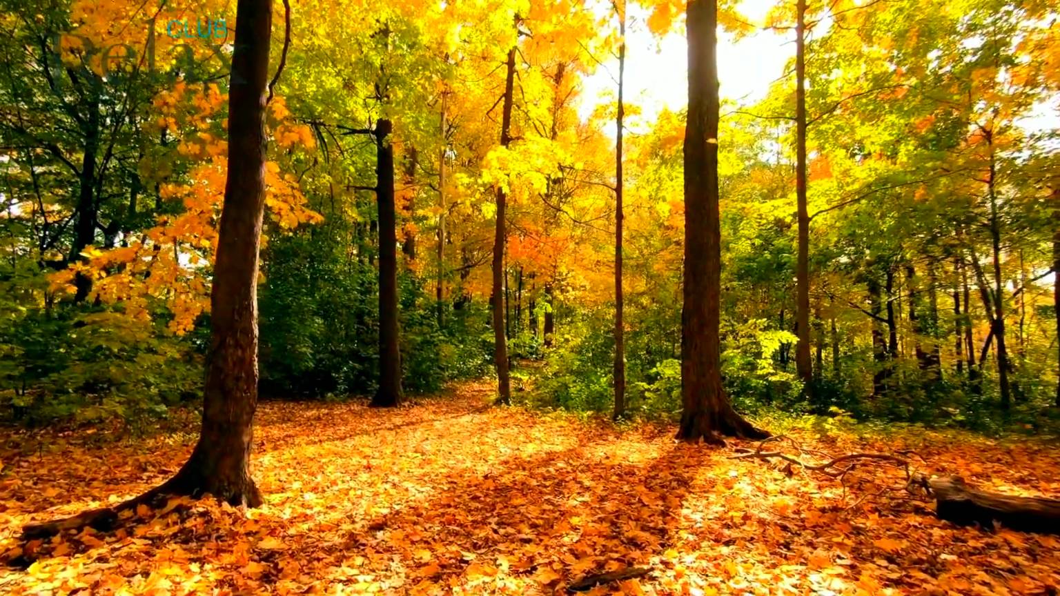 НОВЫЙ ПРОЕКТ!!! _ ЗОЛОТАЯ ОСЕНЬ