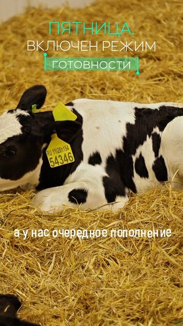 Что может быть милее наших пятничных телят⁉️✌️