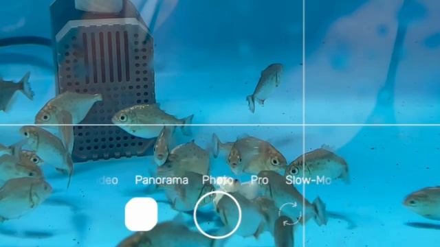 Пираньи во Владивостоке