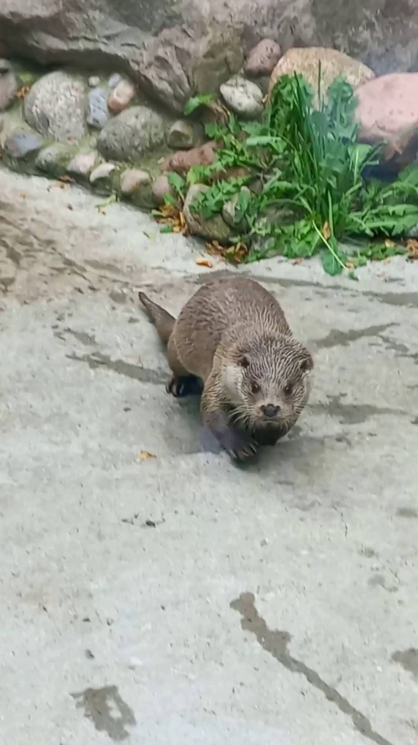 Выдра рада гостям) Близкая съемка #STR