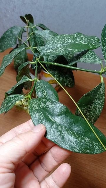 Хойя Цистианта сплеш.