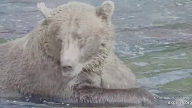 О чем думает мишка : Скорей бы зима- надоела эта рыбалка