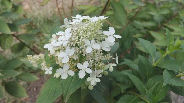 Метельчатая гортензия мотылькового типа