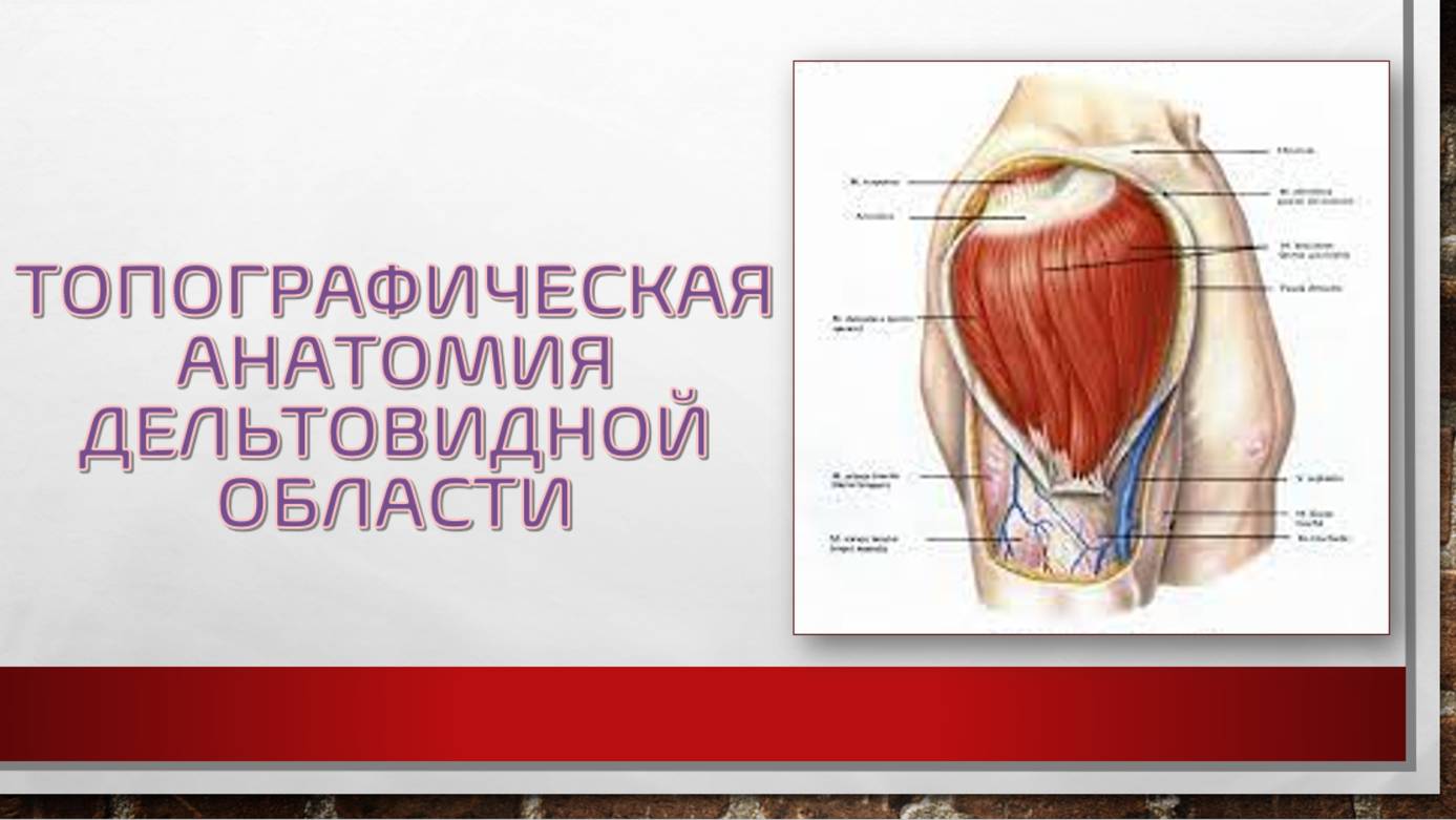 ТОПОГРАФИЧЕСКАЯ АНАТОМИЯ ДЕЛЬТОВИДНОЙ ОБЛАСТИ