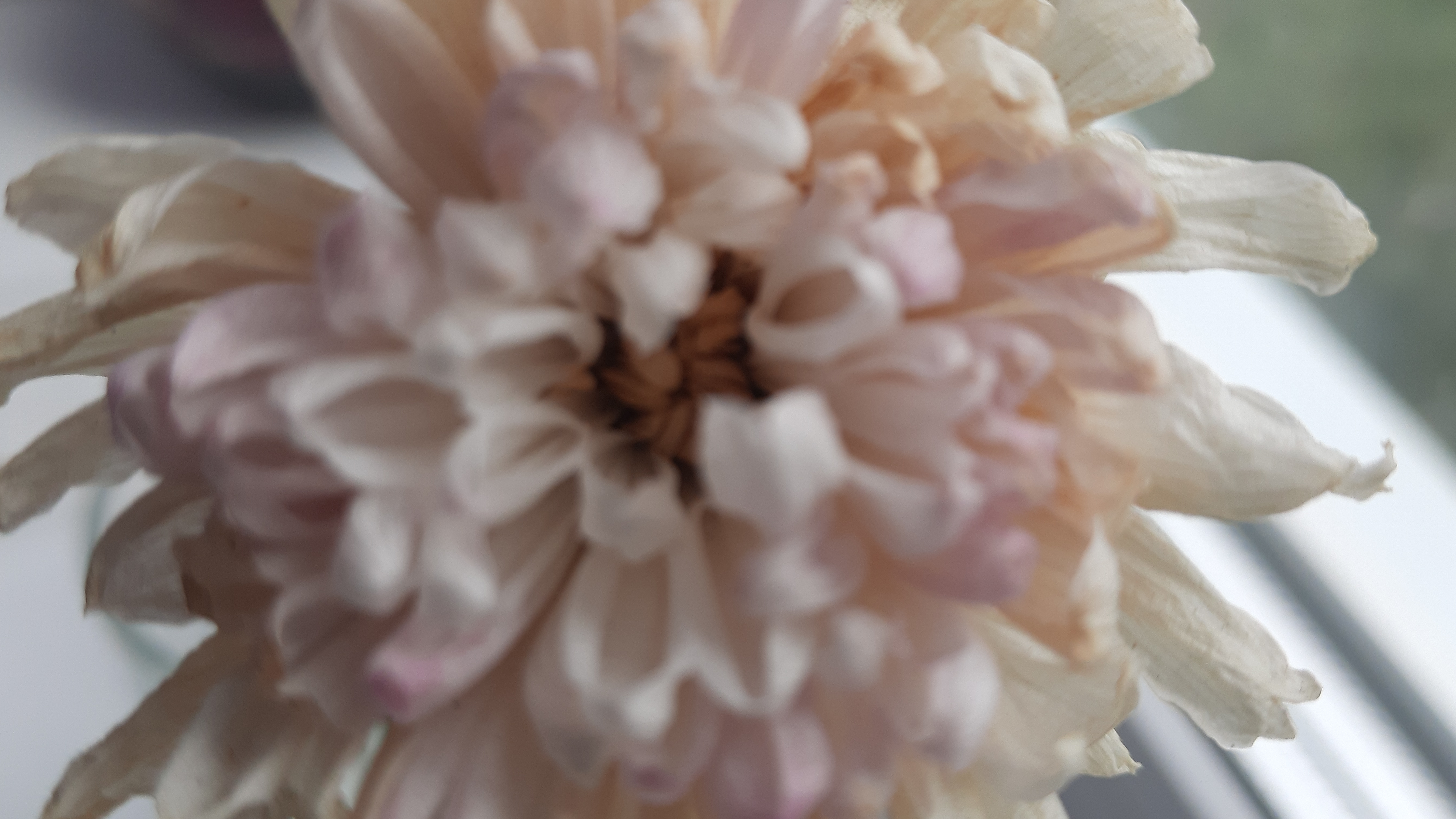 Чудеса на подоконнике