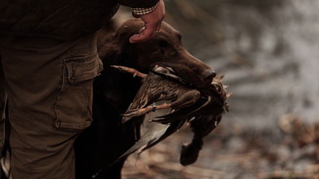 Кинологическое испытание по розыску и подаче битой дичи