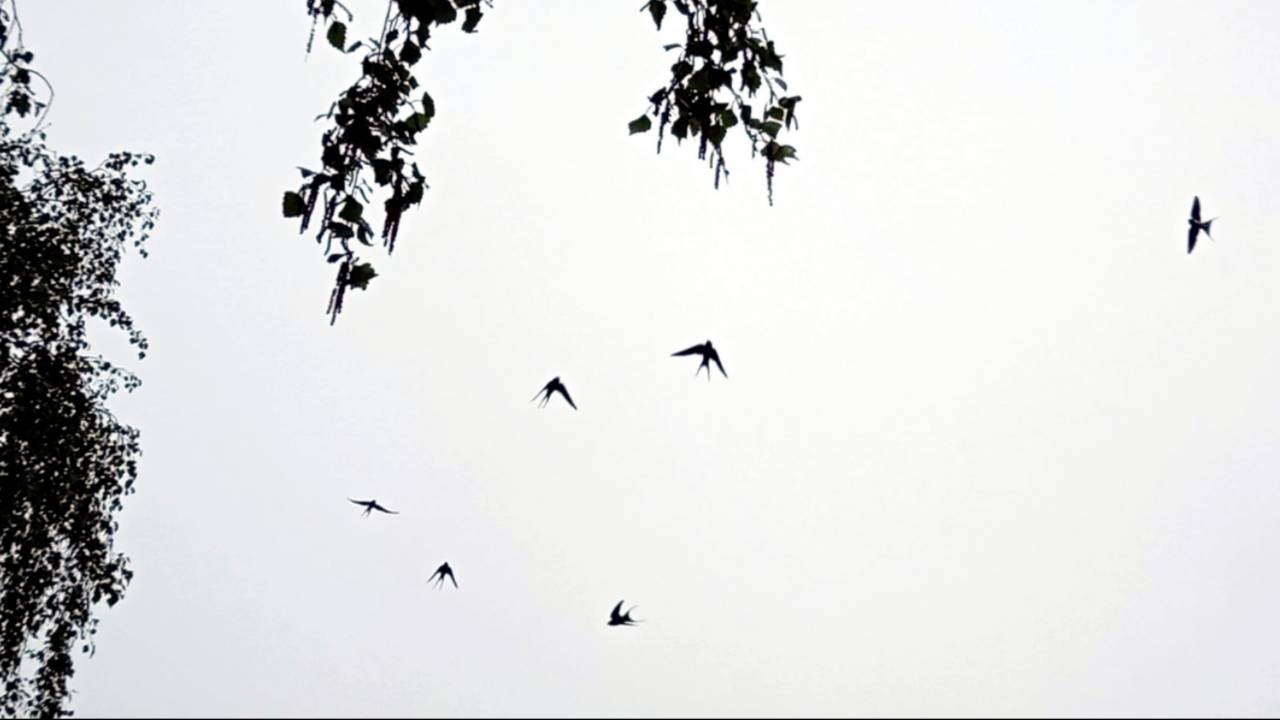 Звуки Природы (Пение Птиц)