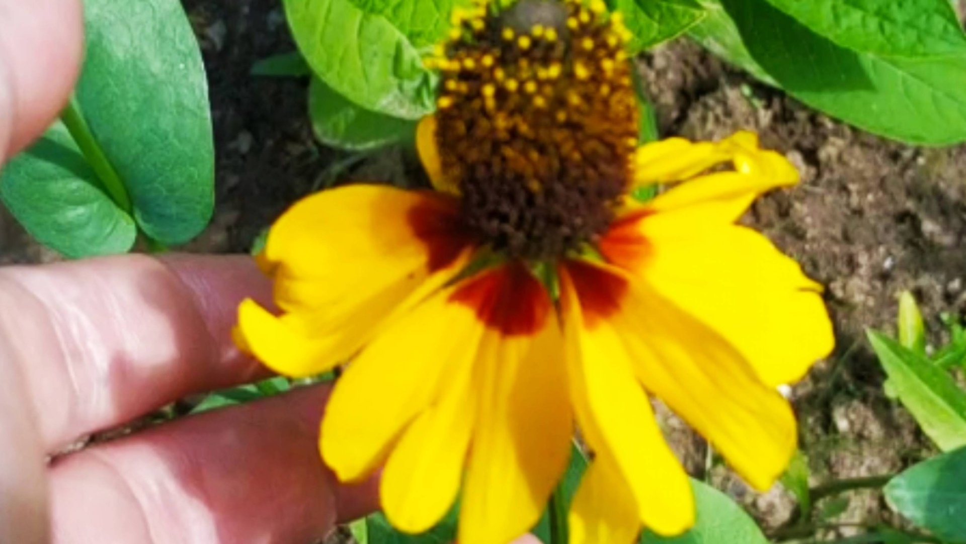 Больше плюсов, чем минусов: Ратибида (Мексиканская шляпа)