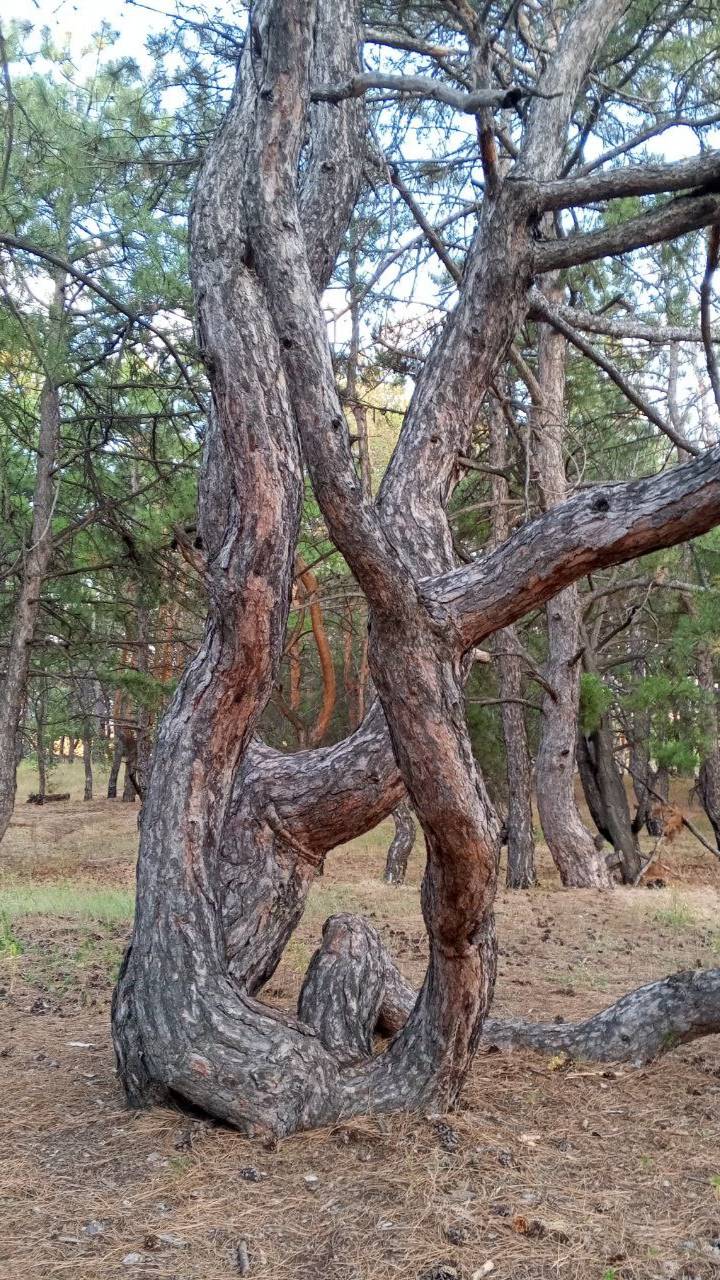 Корявей я ещё не видела!
