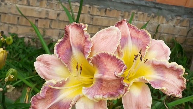 лилейник БОГУЧАР (Vlasova' 2024)