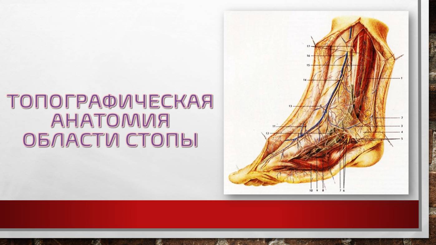 ТОПОГРАФИЧЕСКАЯ АНАТОМИЯ ОБЛАСТИ СТОПЫ