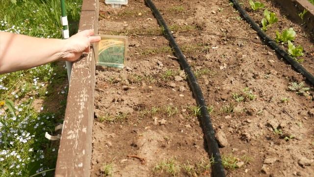 С ЭТИМИ УКРОПАМИ БЕЗ УРОЖАЯ ТОЧНО НЕ ОСТАНЕТЕСЬ!