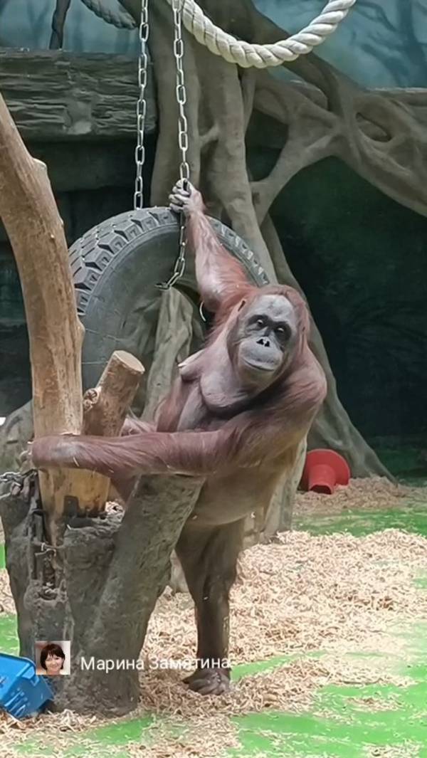 В Московском зоопарке.