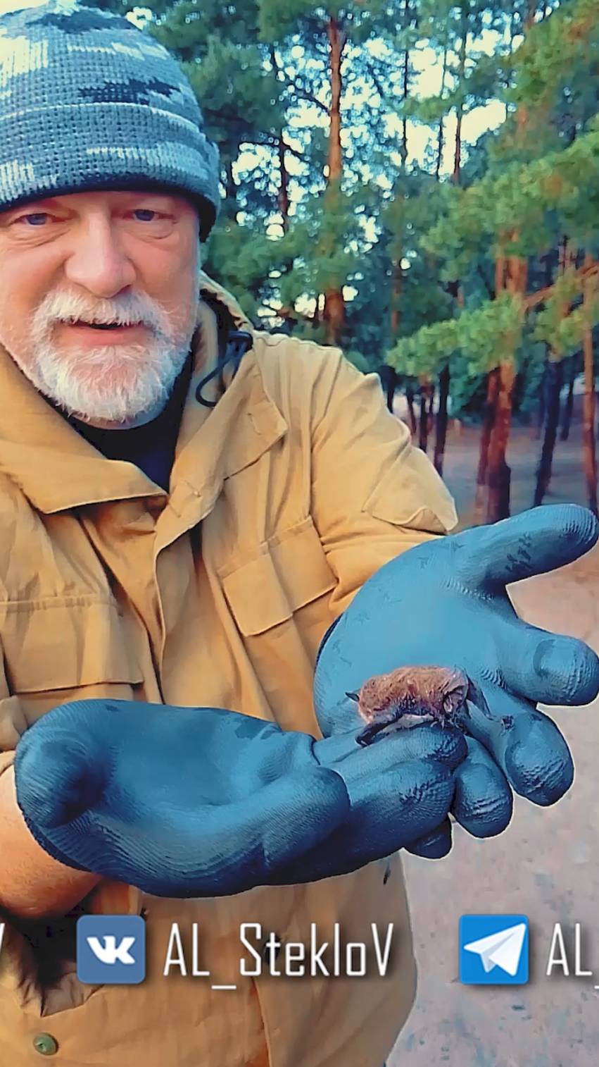 К нам прилетела мышка