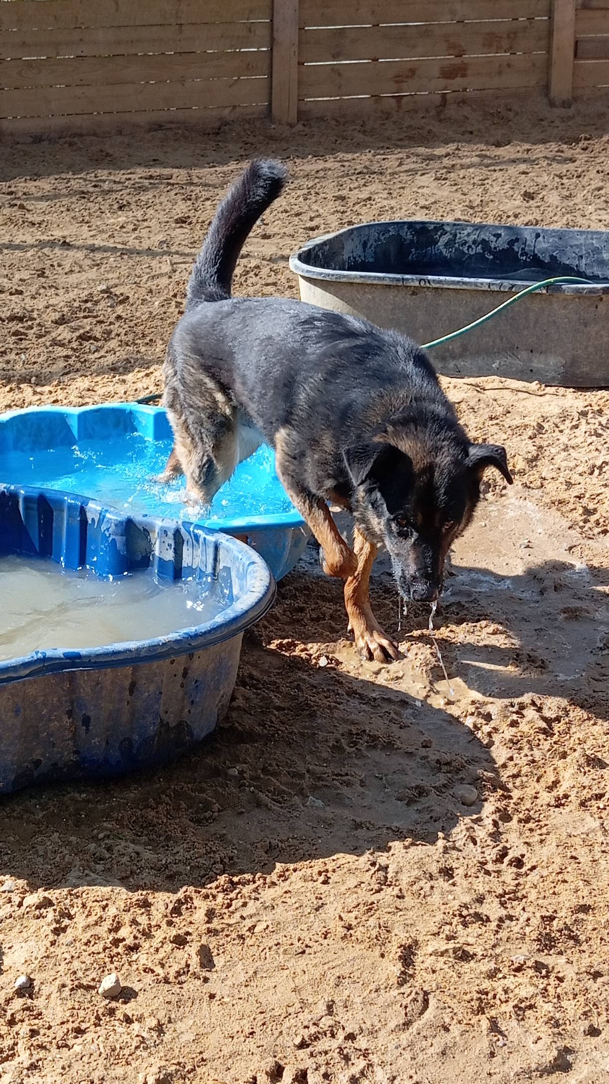 "Бегом в утро!" ❥ Приют в Малинках