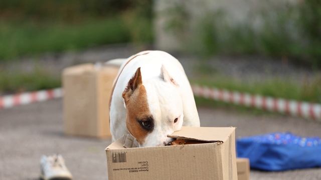 Кинологическая дисциплина NoseWork